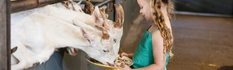 Longdown Activity Farm | Ashurst, New Forest, Southampton