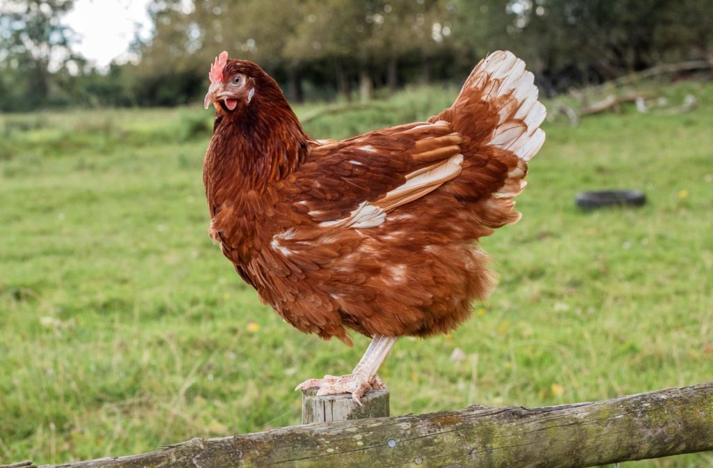 Chickens | Longdown Activity Farm