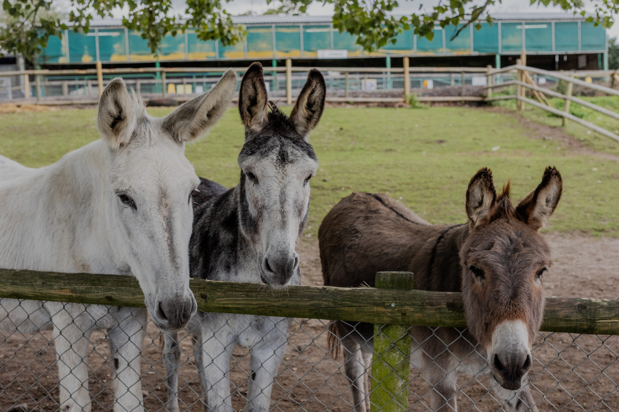Contact Us | Longdown Activity Farm